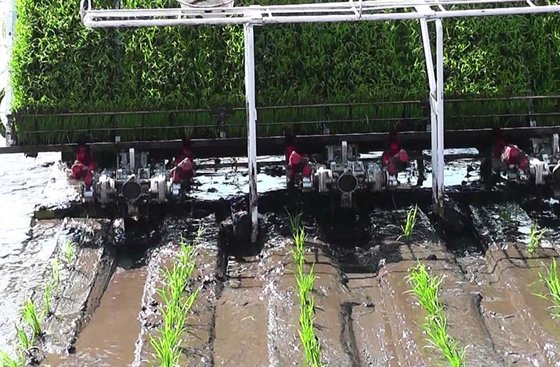 2Z-6300 Single planting arms paddy rice transplanter high efficiency