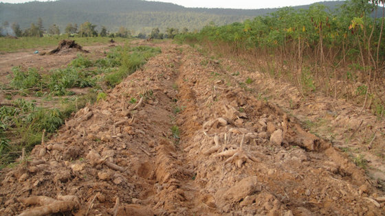 High efficiency Cassava harvester with 2 harvesting row, 1600 width